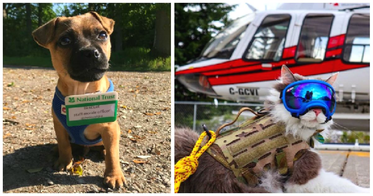 75 hardworking animals with a very important job