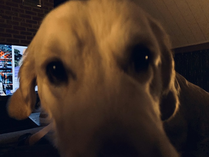 50 furry ‘co-workers’ who have made working from home hard