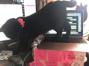 50 furry ‘co-workers’ who have made working from home hard