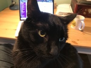 50 furry ‘co-workers’ who have made working from home hard