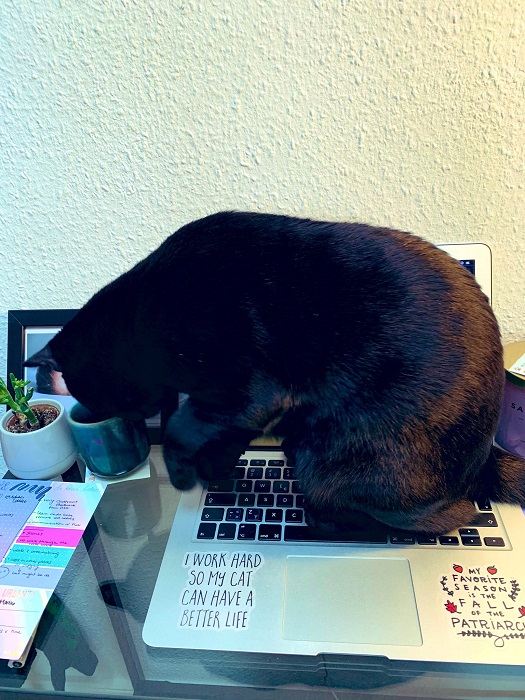 50 furry ‘co-workers’ who have made working from home hard