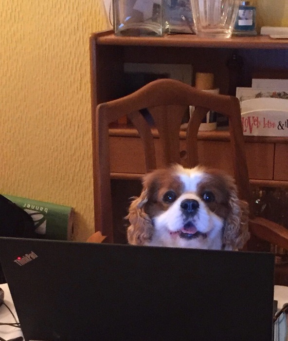 50 furry ‘co-workers’ who have made working from home hard