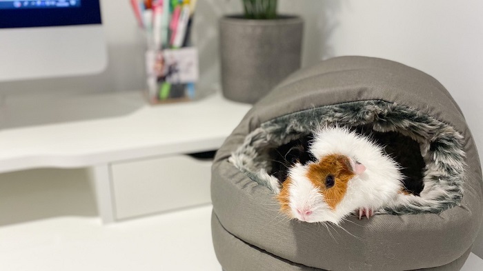 50 furry ‘co-workers’ who have made working from home hard