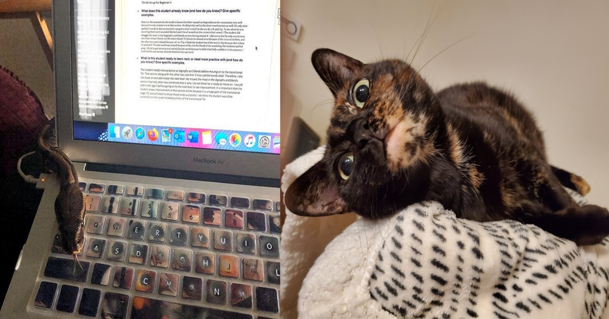 50 furry ‘co-workers’ who have made working from home hard