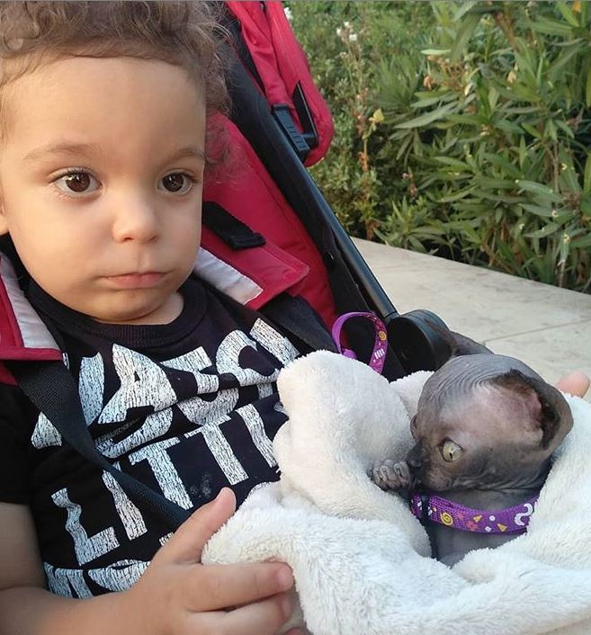 Woman adopts ‘bat kitty’ for her exotic look then learns she has rare ...