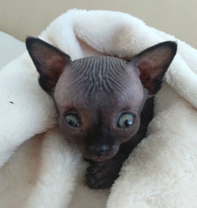 Woman adopts ‘bat kitty’ for her exotic look then learns she has rare ...