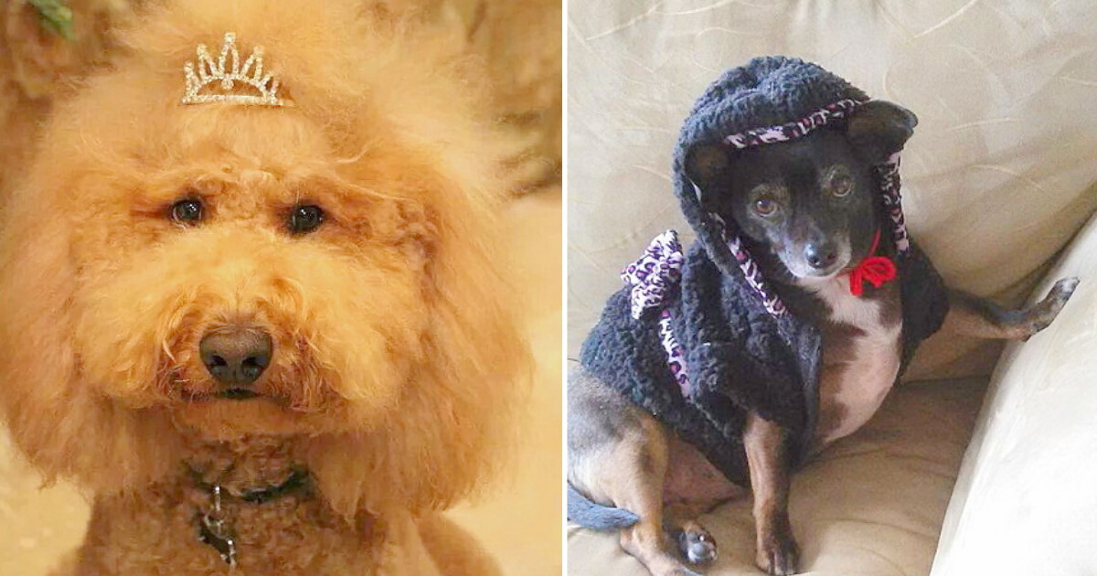 35 Funny Dogs Rocking Their Accessories