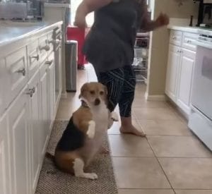 Beagle Hilariously Joins In With Grandma’s Dance Moves