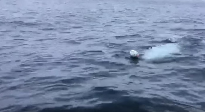 Beluga whale plays fetch with boaters