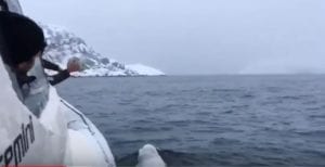 Beluga whale plays fetch with boaters