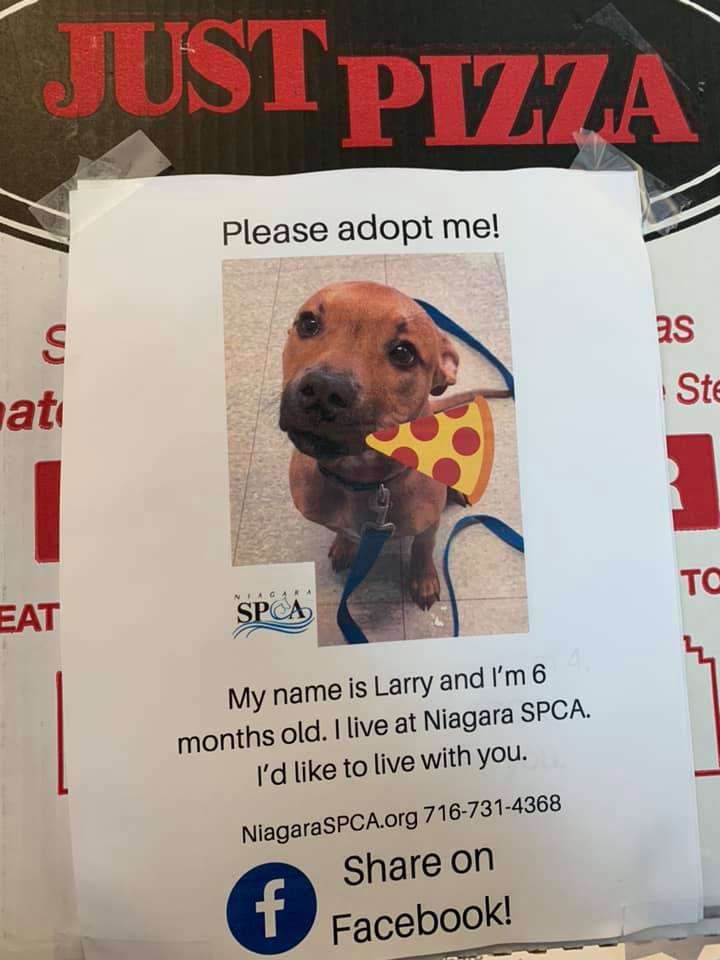 Pizza place puts dogs’ photos on pizza boxes to help them get adopted
