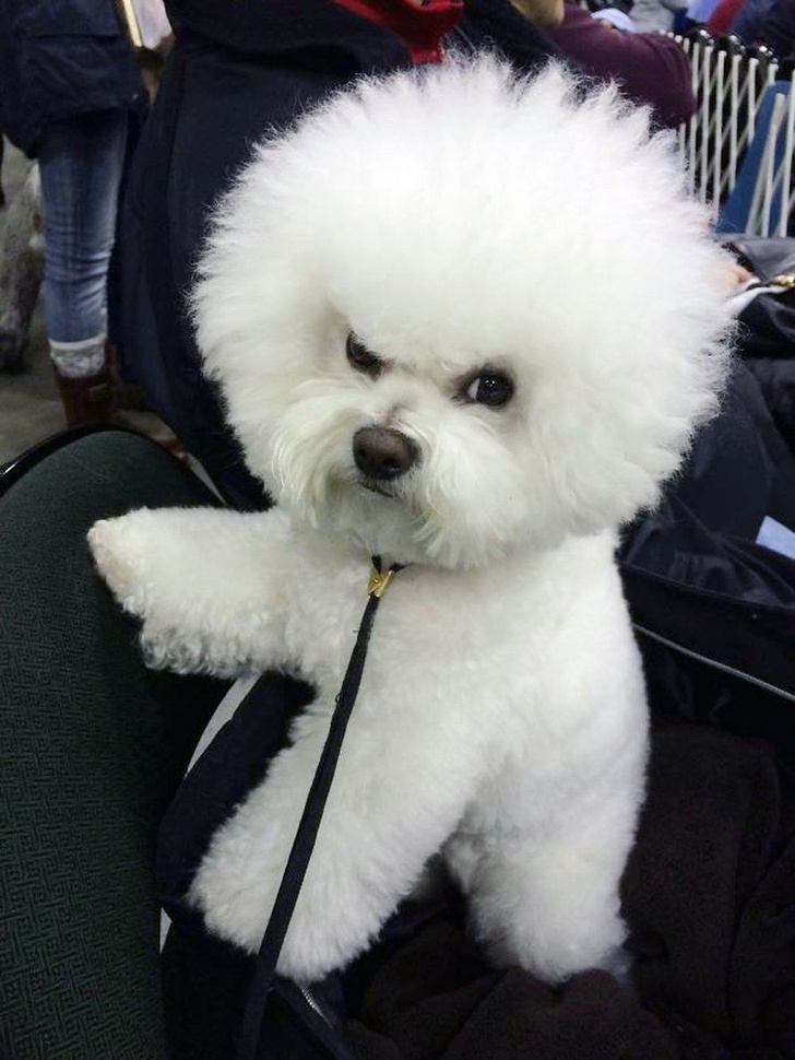 50 Animals That Tried To Look Angry But Ended Up Looking Cute Instead
