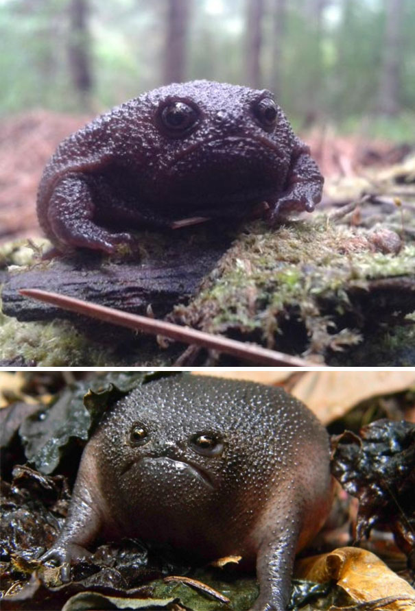 50 Animals That Tried To Look Angry But Ended Up Looking Cute Instead
