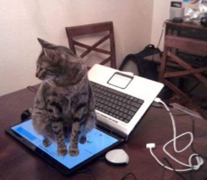 45 Cats Who Crafted Their Own Definition Of Logic