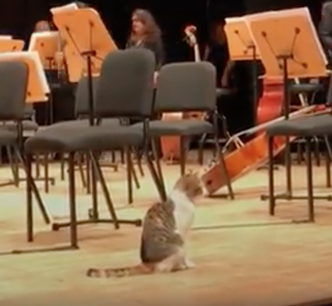 Stray Cat Interrupts Live Orchestra Performance