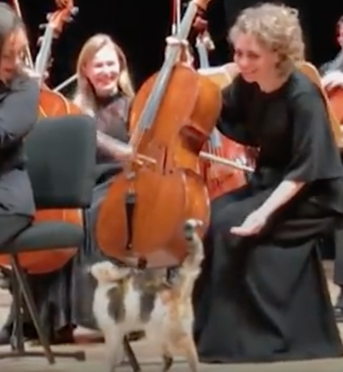 Stray Cat Interrupts Live Orchestra Performance