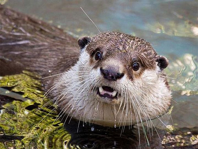 40+ Funny Animals With Astonished Looks On Their Faces