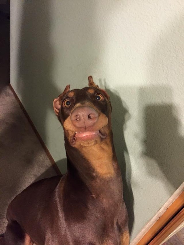 40+ Funny Animals With Astonished Looks On Their Faces