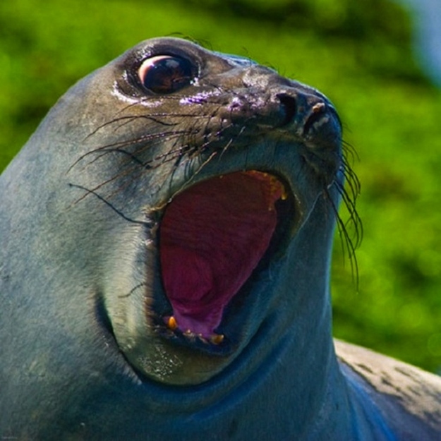 40+ Funny Animals With Astonished Looks On Their Faces