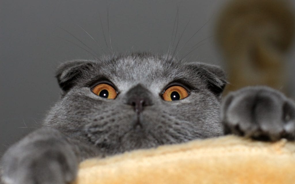 40+ Funny Animals With Astonished Looks On Their Faces