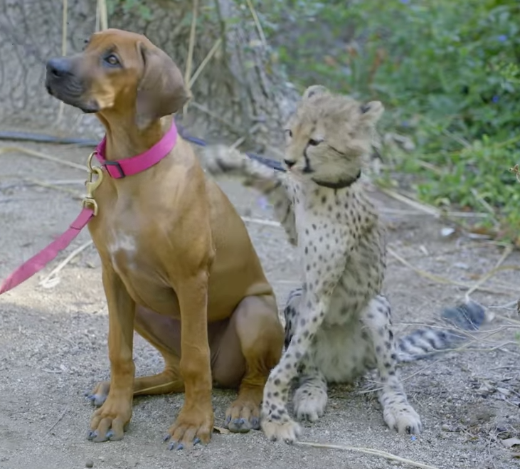 Dog And Cheetah Become The Best Of Friends