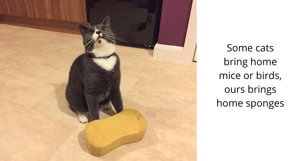 45 Cats Who Crafted Their Own Definition Of Logic