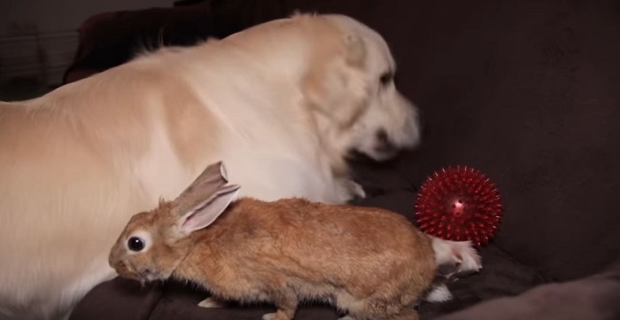 Funny annoyed retriever tries everything to get bunny to play