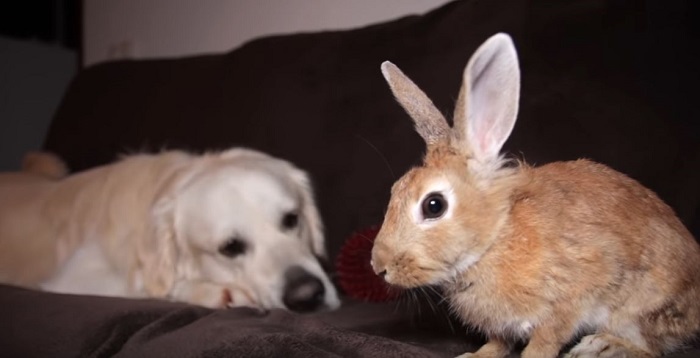 Funny annoyed retriever tries everything to get bunny to play