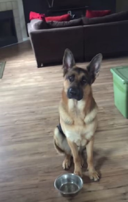 Smart German Shepherd tells dad he’s hungry