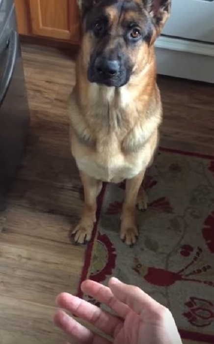 Smart German Shepherd tells dad he’s hungry