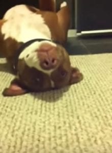 Funny Dog “Faints” Getting His Nails Trimmed