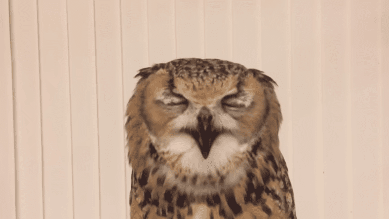 Adorable owl can’t stop sneezing in hilarious video
