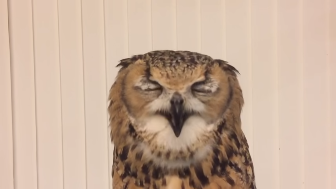 Adorable owl can’t stop sneezing in hilarious video