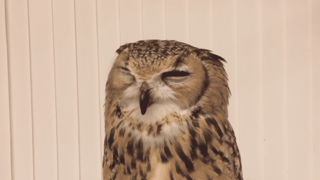 Adorable owl can’t stop sneezing in hilarious video