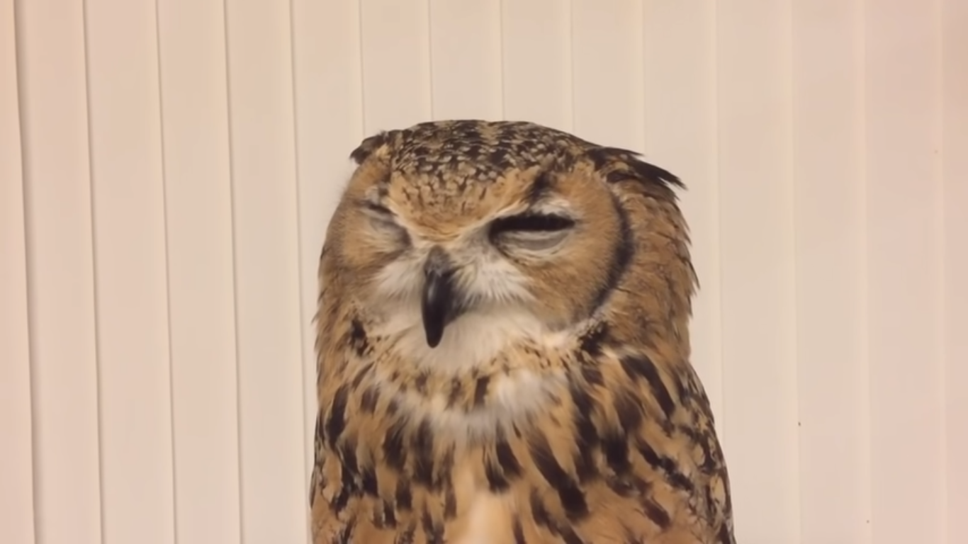 Adorable owl can’t stop sneezing in hilarious video