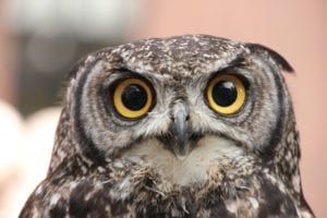Adorable owl can’t stop sneezing in hilarious video