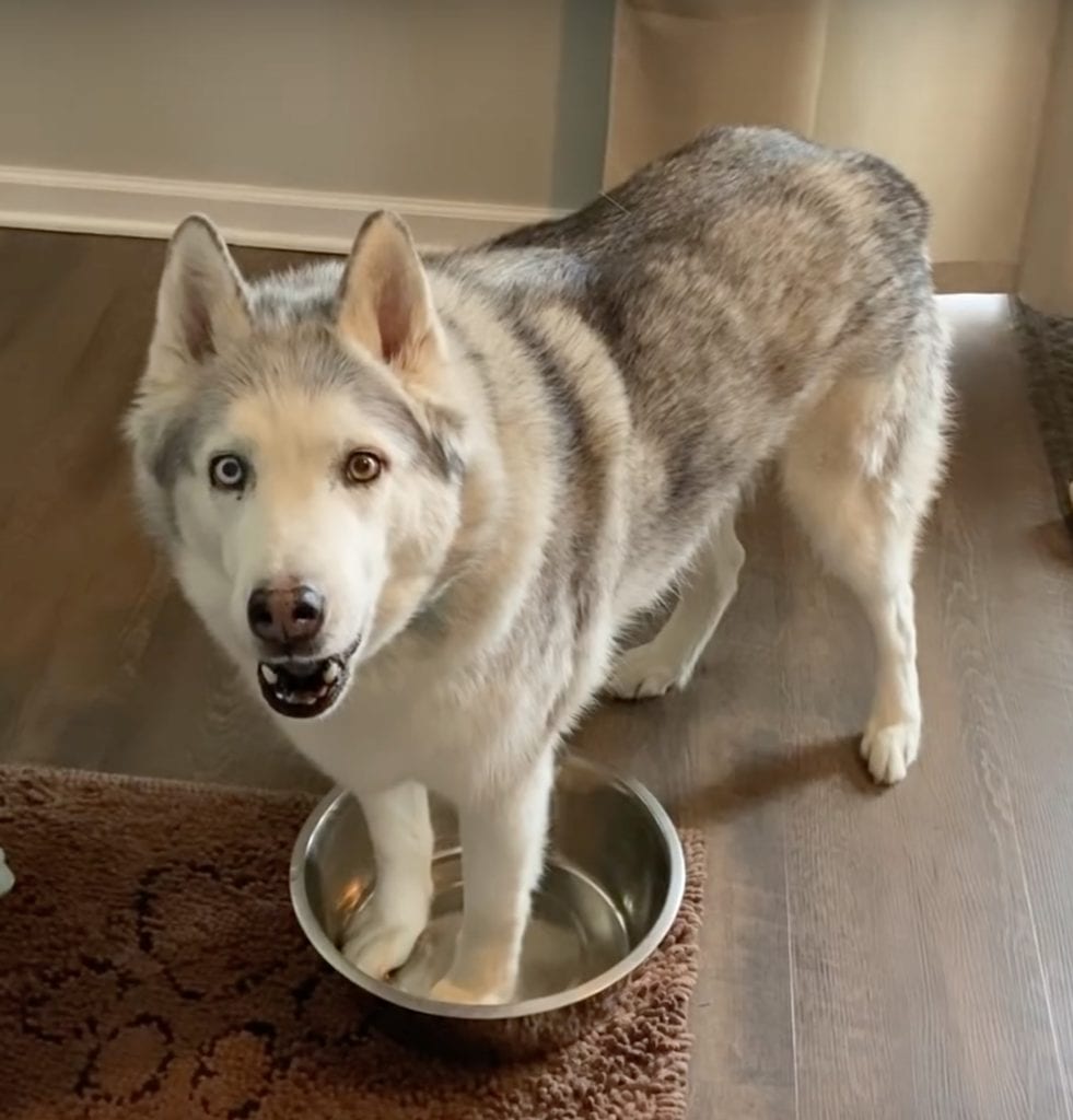 Stubborn husky demands more water in his empty bowl