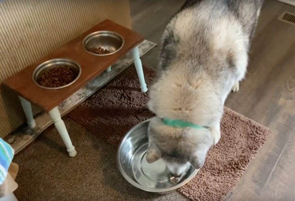 Stubborn husky demands more water in his empty bowl