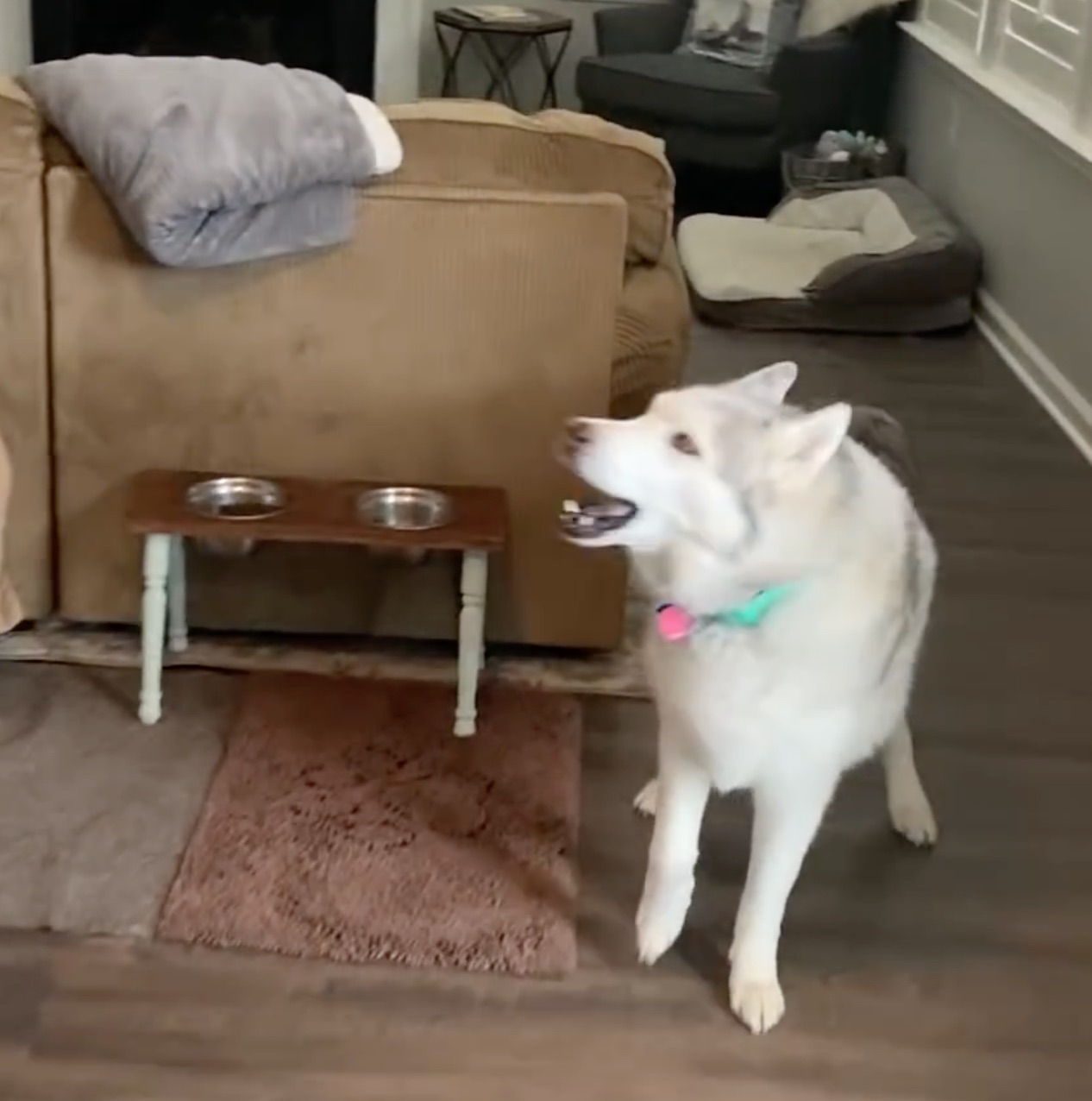Stubborn husky demands more water in his empty bowl
