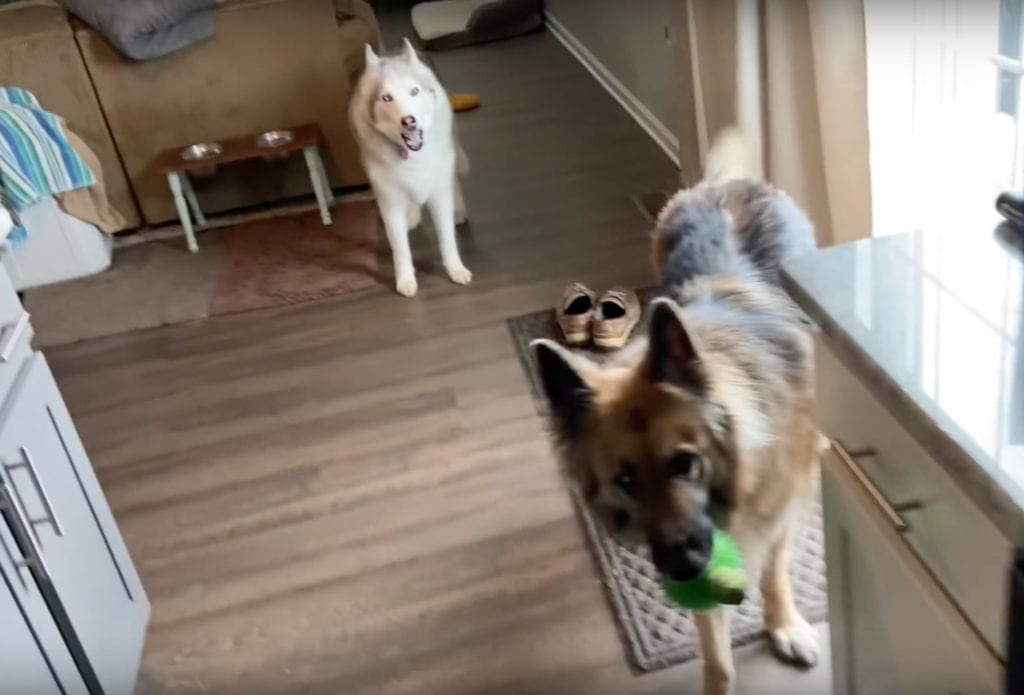 Stubborn husky demands more water in his empty bowl