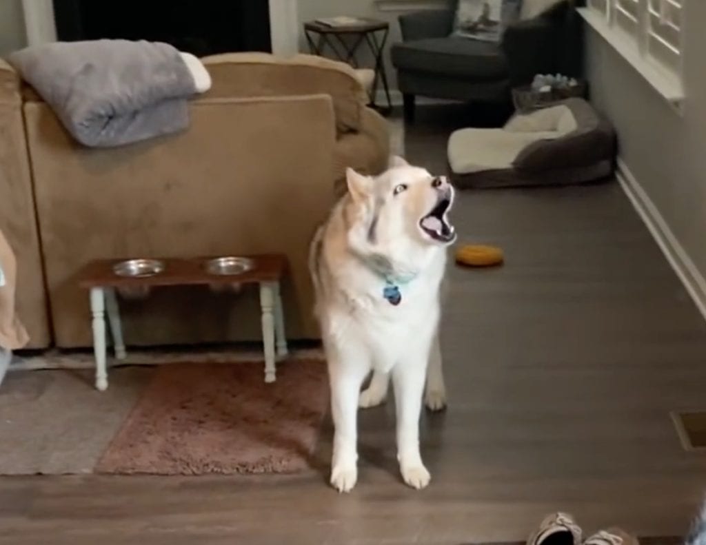 Stubborn husky demands more water in his empty bowl