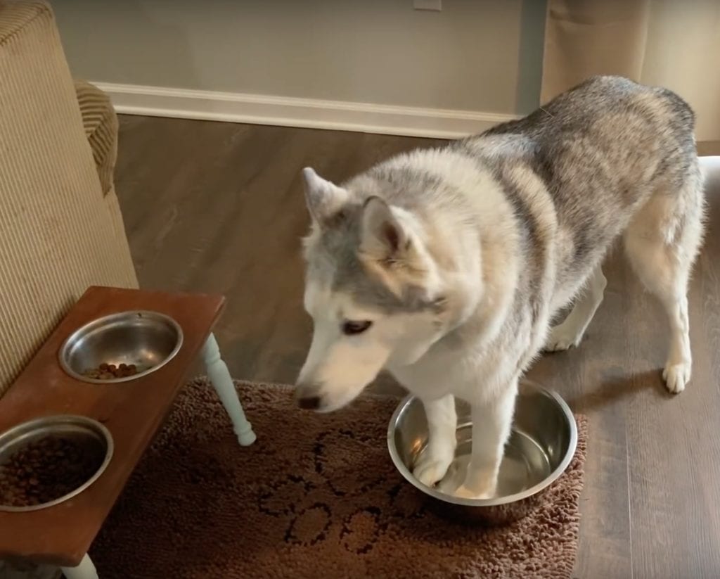 Stubborn husky demands more water in his empty bowl