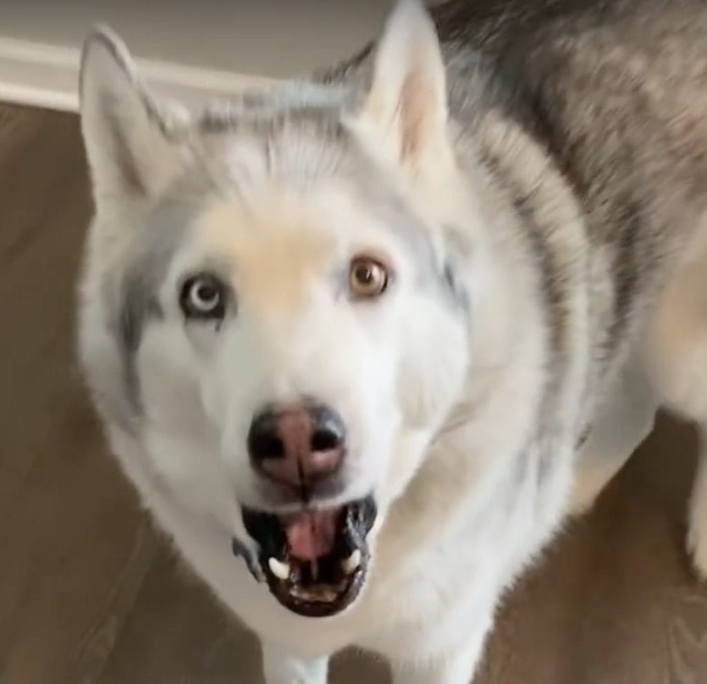Stubborn husky demands more water in his empty bowl