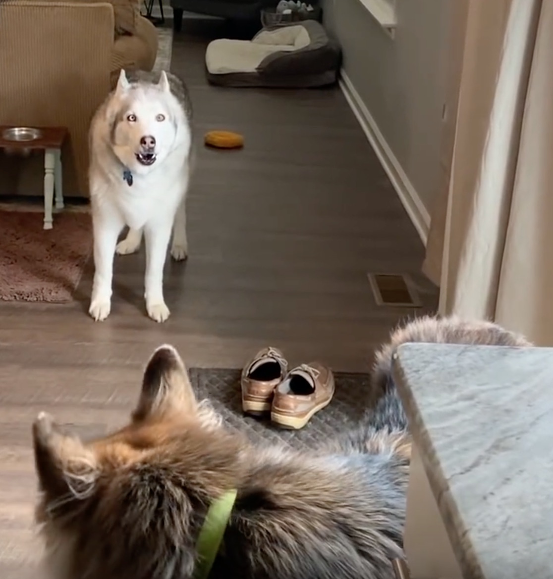 Stubborn husky demands more water in his empty bowl
