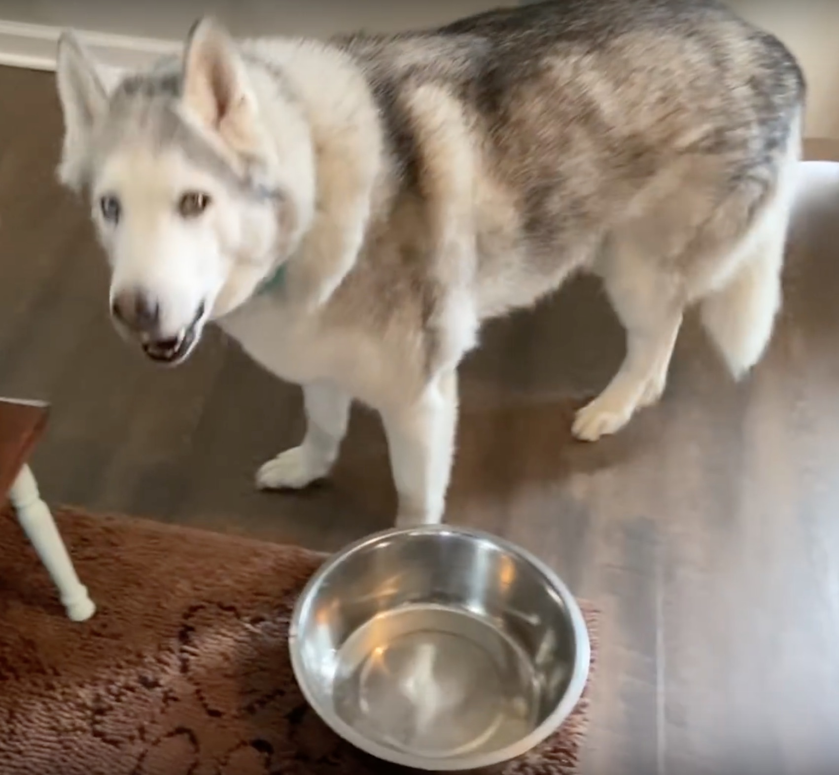 Stubborn husky demands more water in his empty bowl