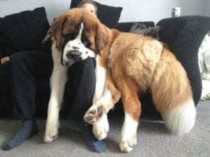 50+ adorable giant dogs who don’t realize how big they are