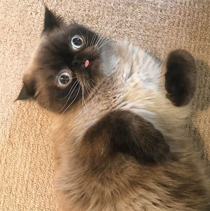 Exotic cat becomes internet sensation when his photos are seen by the ...