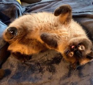 Exotic cat becomes internet sensation when his photos are seen by the ...