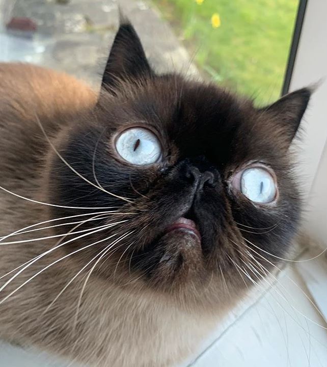 Exotic cat becomes internet sensation when his photos are seen by the ...