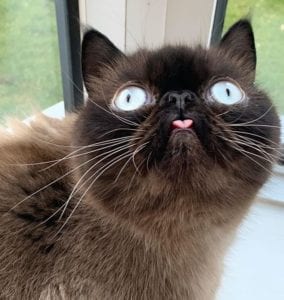 Exotic cat becomes internet sensation when his photos are seen by the ...